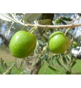 My Olive | Mississauga and Roncesvalle’s only Olive Oil and Balsamic ...