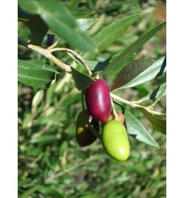 My Olive | Mississauga and Roncesvalle’s only Olive Oil and Balsamic ...